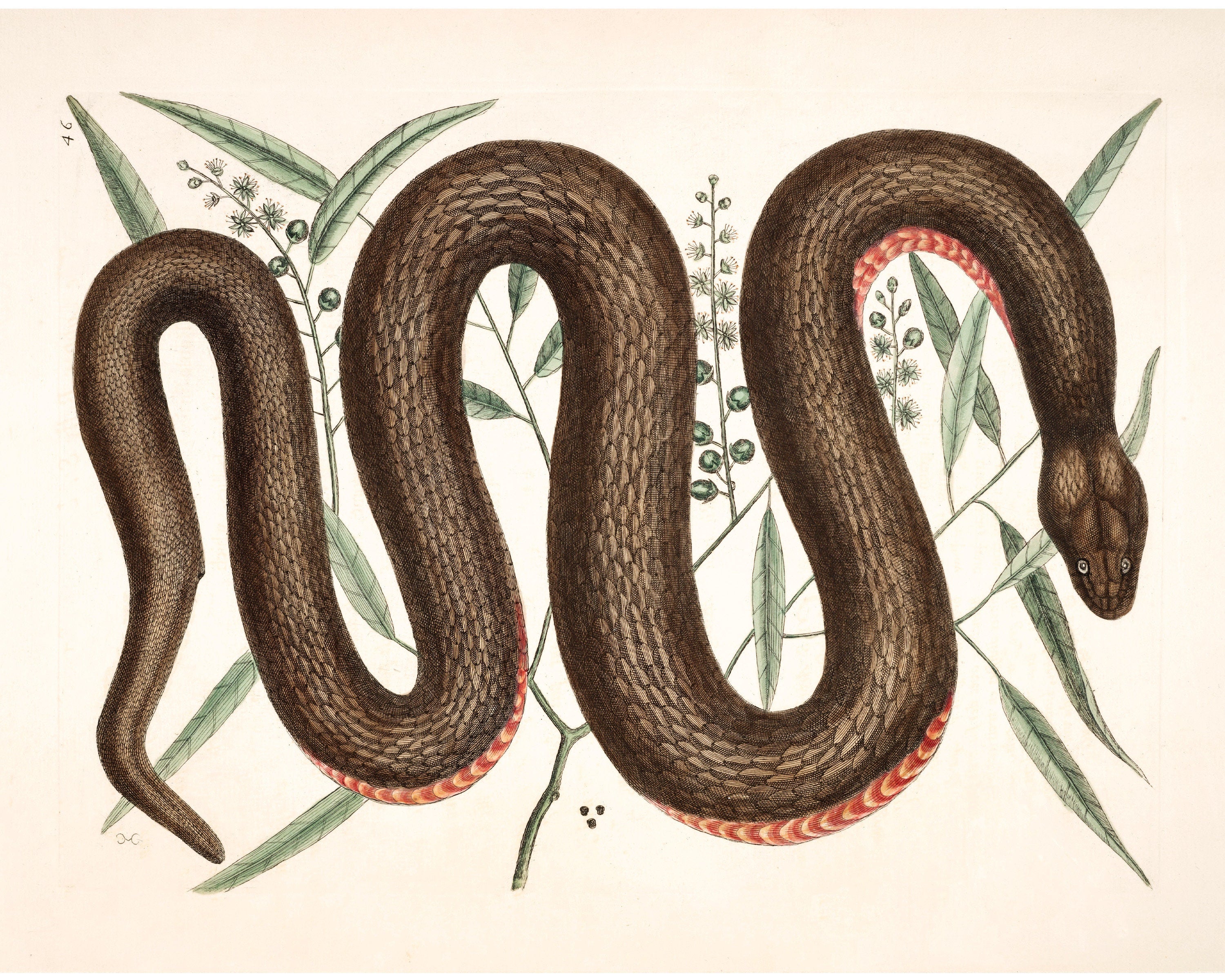 Copper Bellied Snake | 18th Century – Prints Charming Press