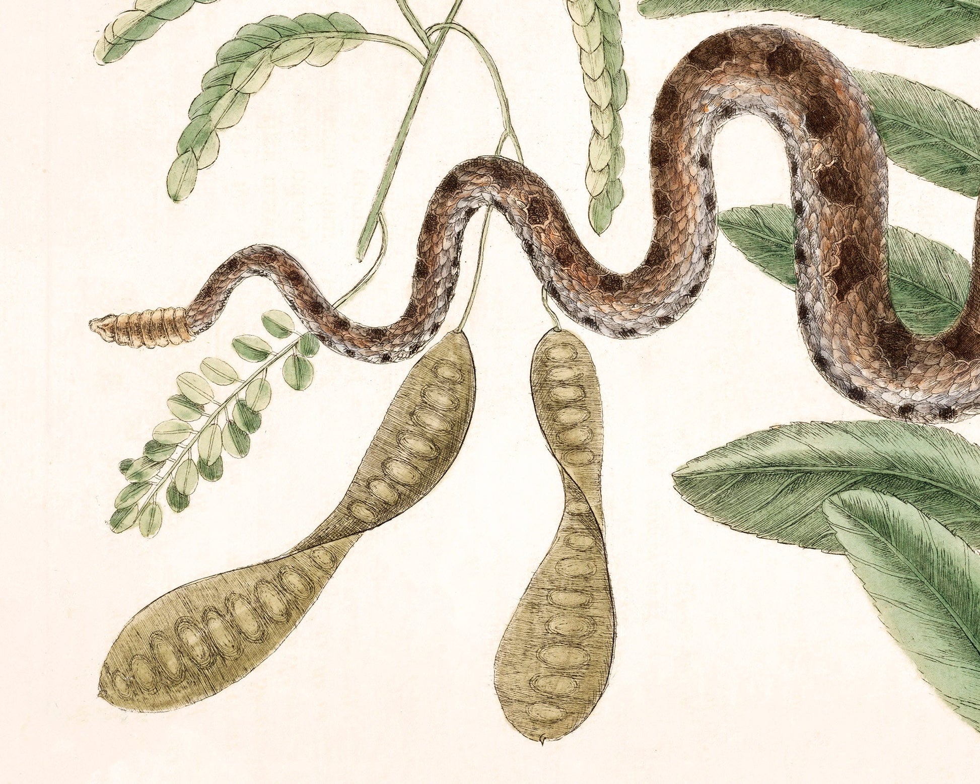 Viper Snake and Acacia Plant | 18th Century – Prints Charming Press