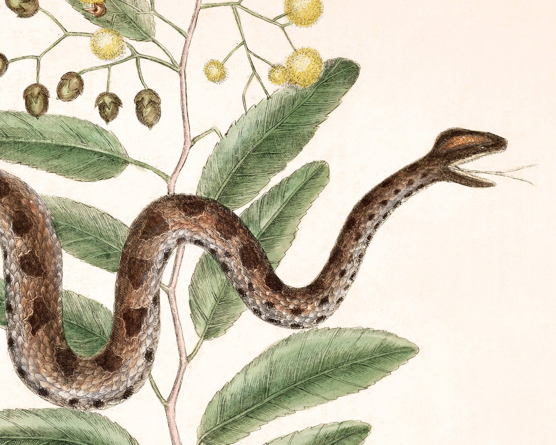 Viper Snake and Acacia Plant | 18th Century – Prints Charming Press