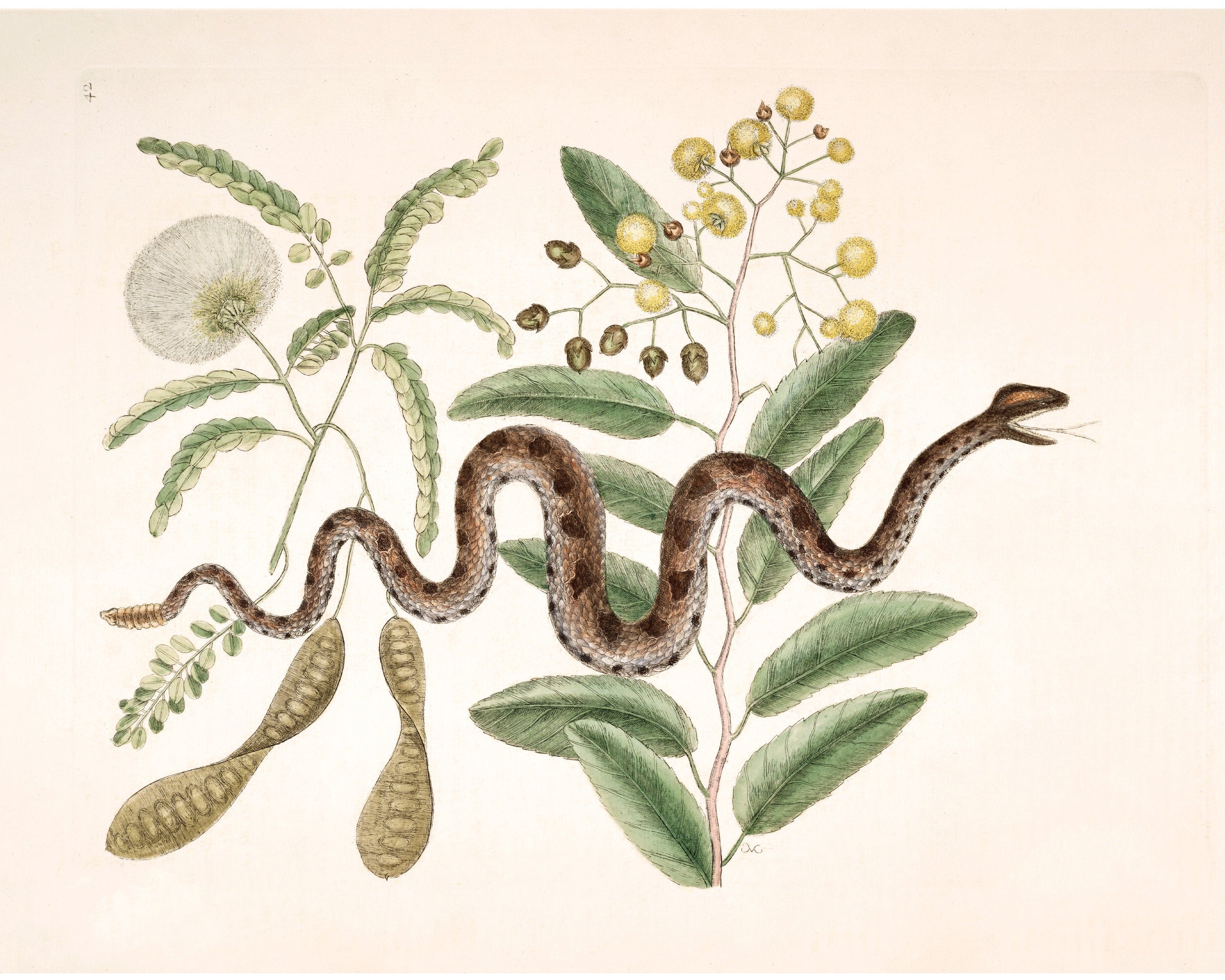 Viper Snake and Acacia Plant | 18th Century – Prints Charming Press