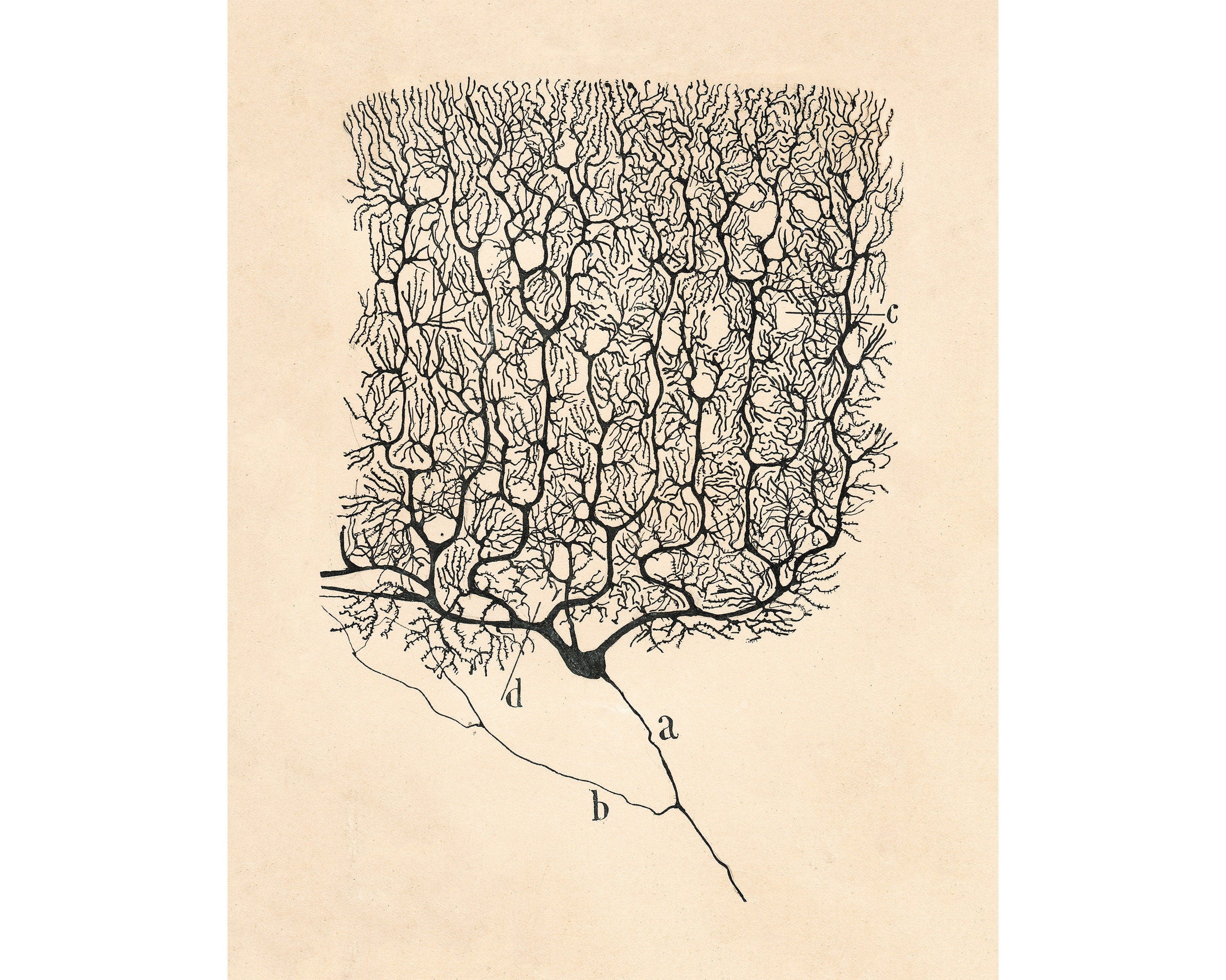 Purkinje Neuron of a Human Cerebellum | 1899 – Prints Charming Press