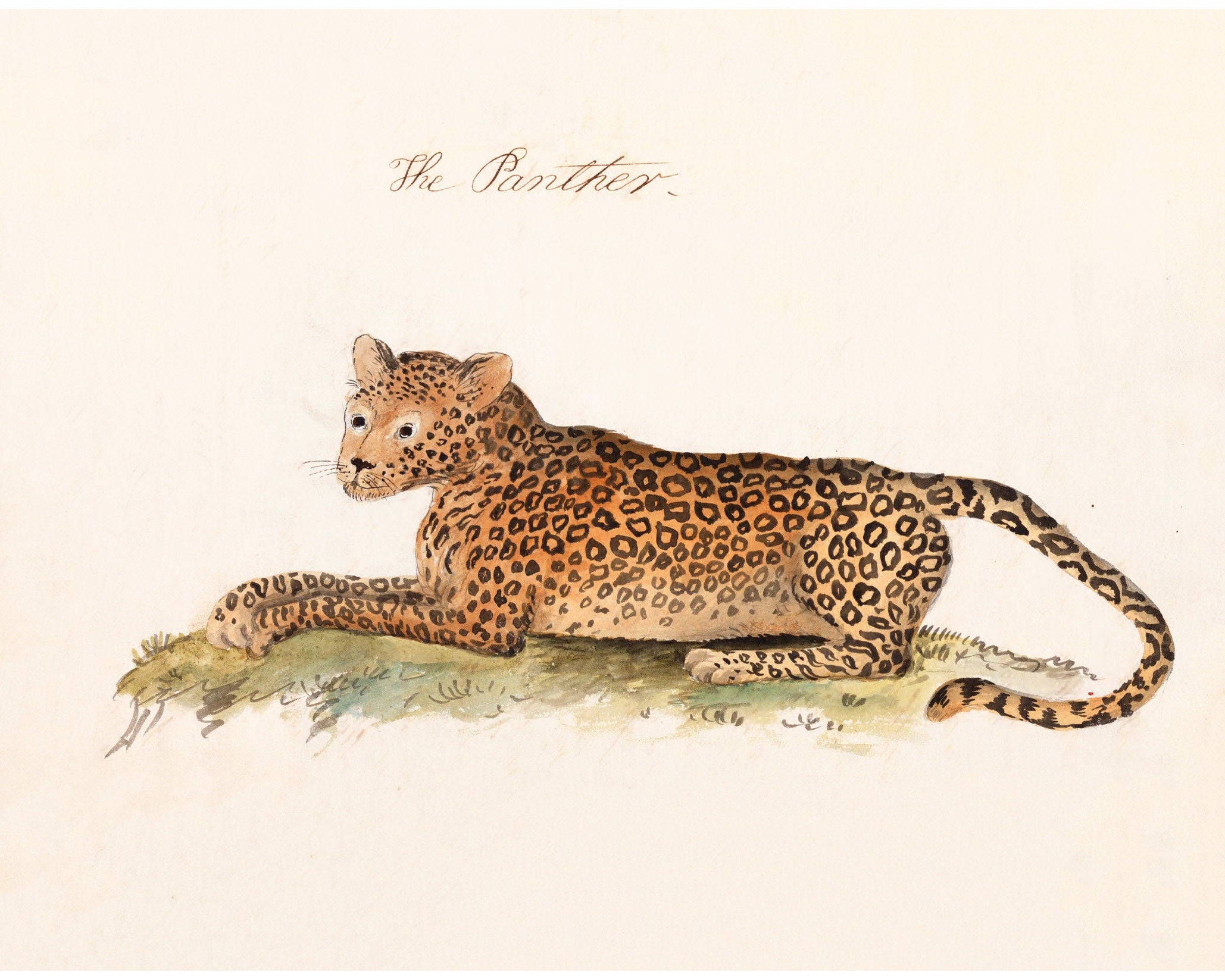 The Panther | 1810 – Prints Charming Press
